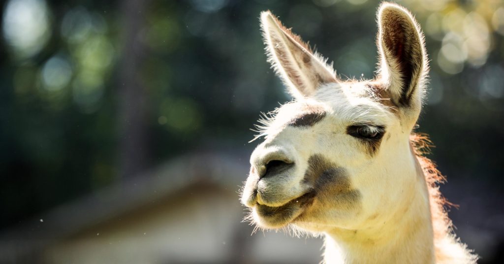 100 Fascinating Animal Facts to Wow Your Students