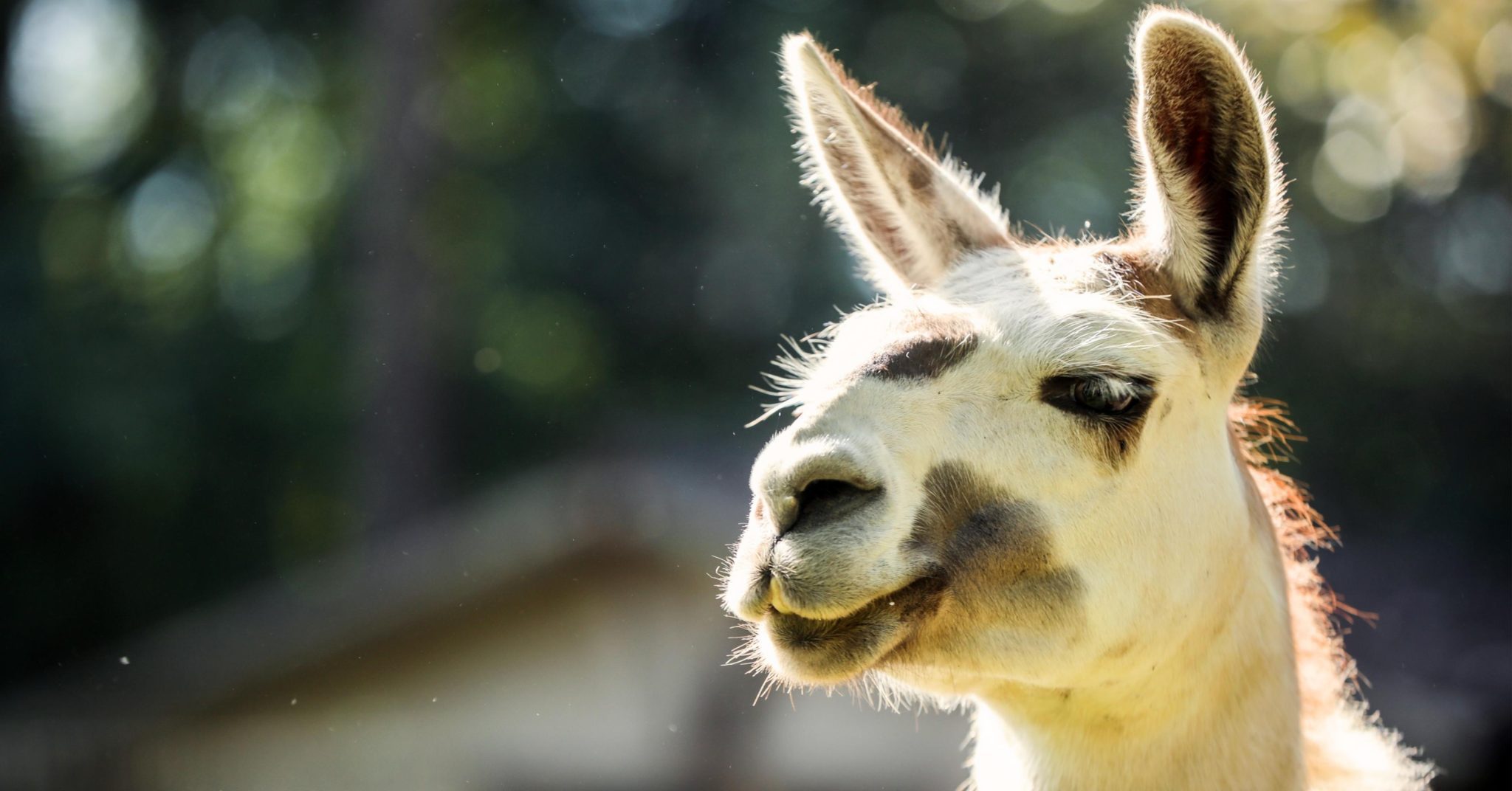 100 Fascinating Animal Facts to Wow Your Students