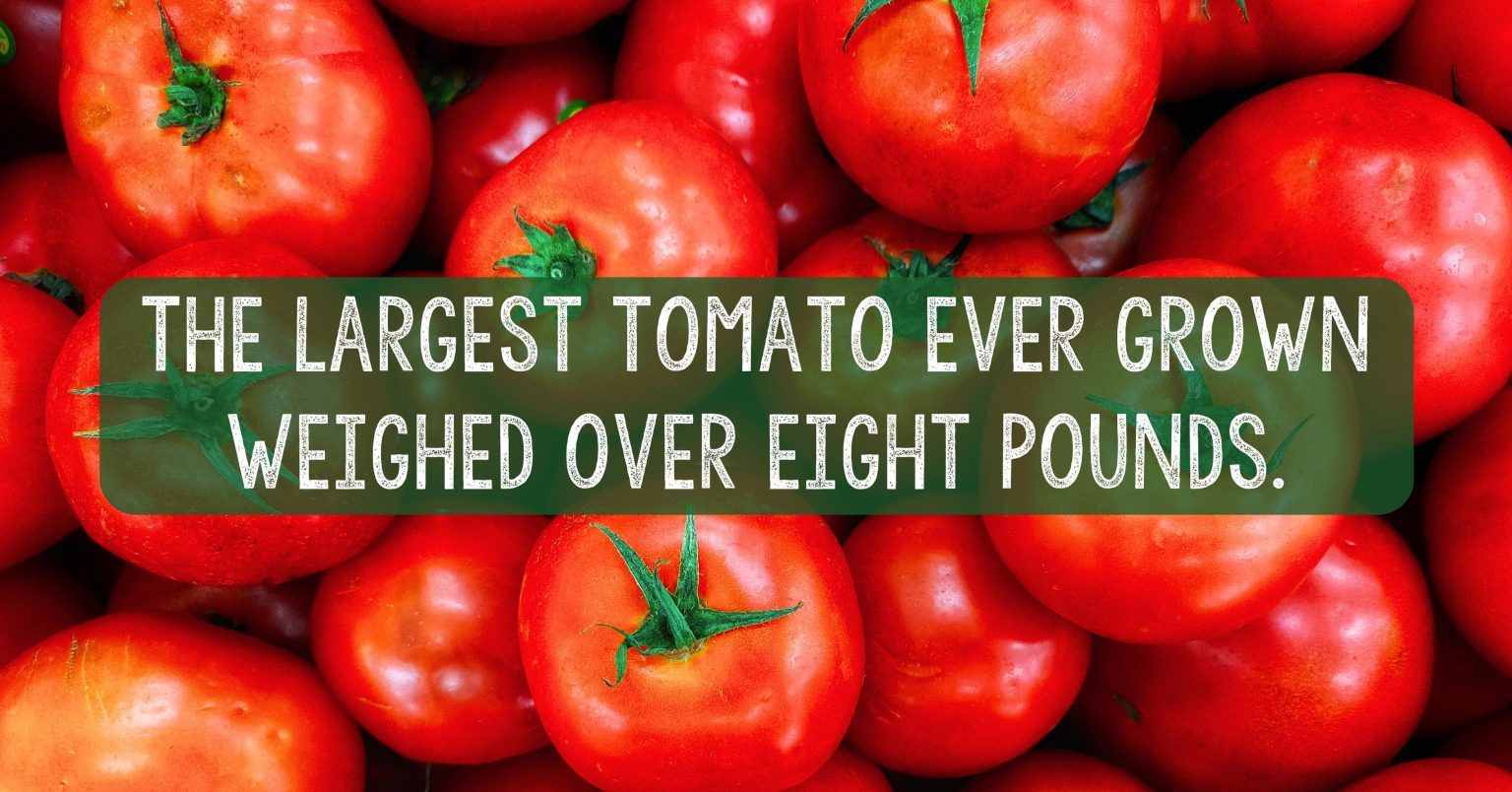 100 Fascinating Food Facts for Some Classroom Fun!