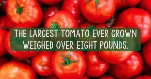 100 Fascinating Food Facts for Some Classroom Fun!